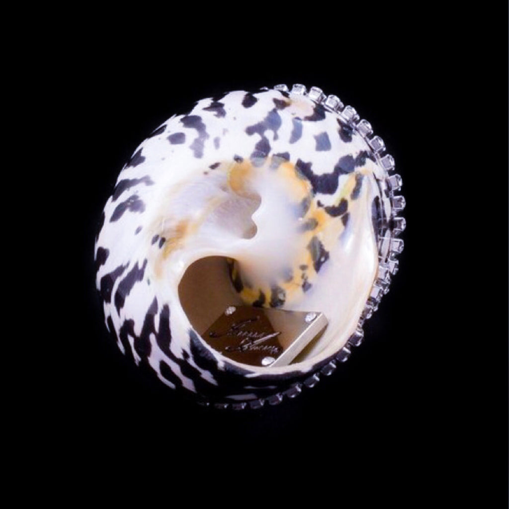 Banded Black Pica Turbo Shell Collectible featuring Swarovski ® Crysta ...